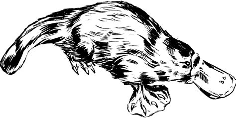 8000 Free Planse De Colorat Platypus And Platypus Images Pixabay