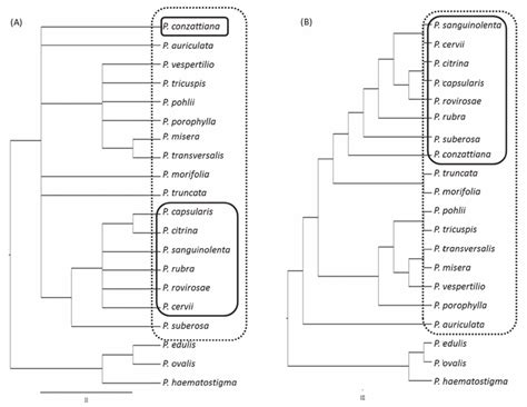 A Strict Consensus Tree Of The 69 Most Parsimonious Trees