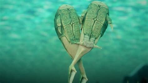 Scientists Discover The Origin Of Sex BBC News