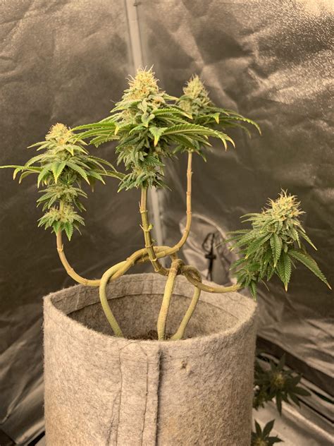 Isolated Branch V 3 Narrower Focus With Sex Reversal Underway R BudScience