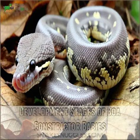 Boa Constrictor Babies Surprising Facts And Reproduction Secrets