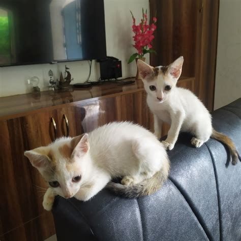 Abaan Khan Offecial Youtube