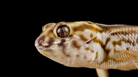 Care Guides — The Gecko Garage