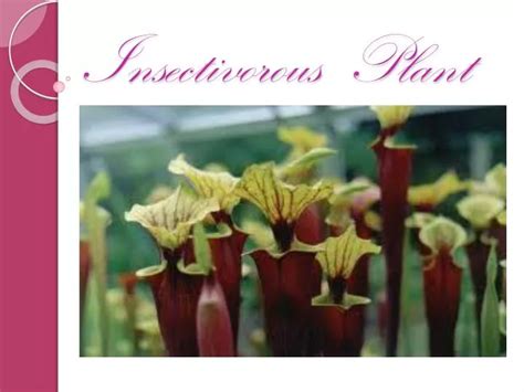 Ppt Insectivorous Plant Powerpoint Presentation Free Download Id