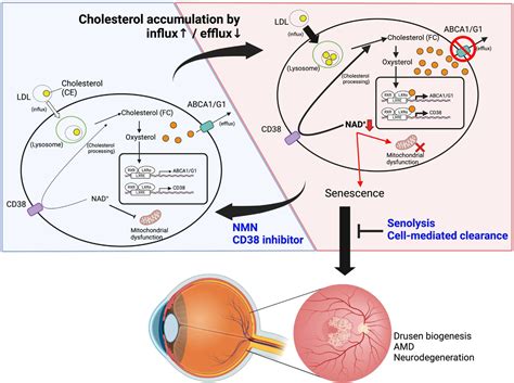 LXR CD Activation Drives Cholesterol Induced Macrophage Senescence And Neurodegeneration Via