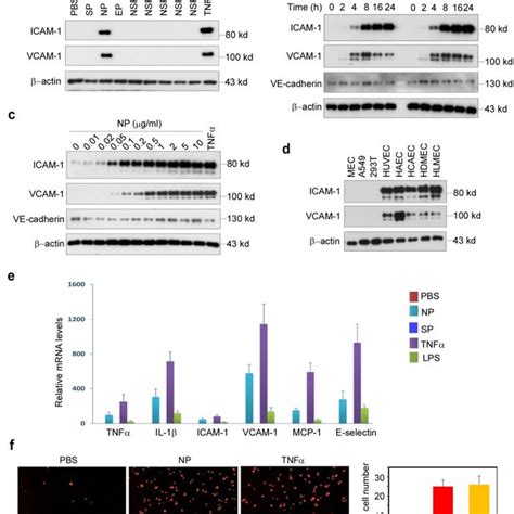 Sars Cov2 Nucleocapsid Protein Np Is A Potent Inducer Of Human Download Scientific Diagram