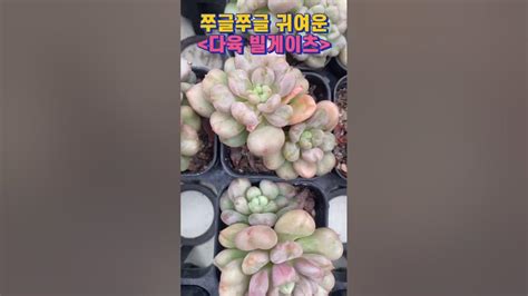 쭈글쭈글 귀여운 다육 빌게이츠💕 Plant Flower Succulent 국민다육 빌게이츠 민이네다육 010 6863 0625 Youtube
