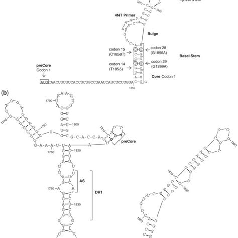 A Stem Loop Structure Of The 5′ Hbv Pgrna Main Structural Motifs