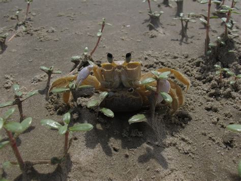 게 자연 해변 Pixabay의 무료 사진 Pixabay