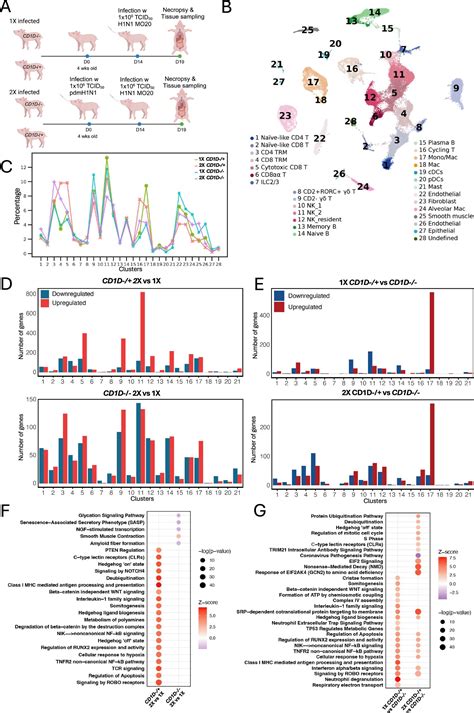 Les Chercheurs Se Tournent De Plus Près Sur La Réponse Immunitaire à La