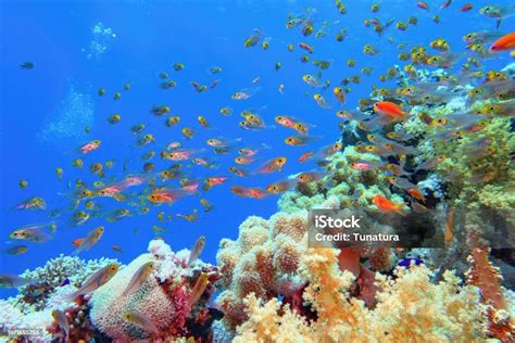 산호 물고기 떼와 부드러운 산호의 다양성이있는 아름다운 열대 산호초 그레이트 배리어 산호초에 대한 스톡 사진 및 기타 이미지 그레이트 배리어 산호초 바다 산호초