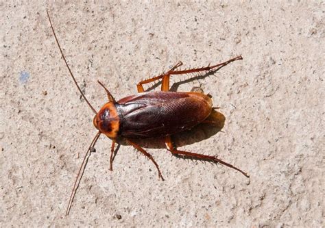 La Cucaracha Langosta La Especie Invasora Que Ha Elegido A España Para