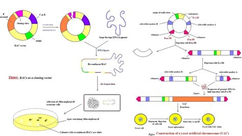 Difference Between CDNA And Genomic DNA CDNA Vs Genomic DNA Biology Notes Online