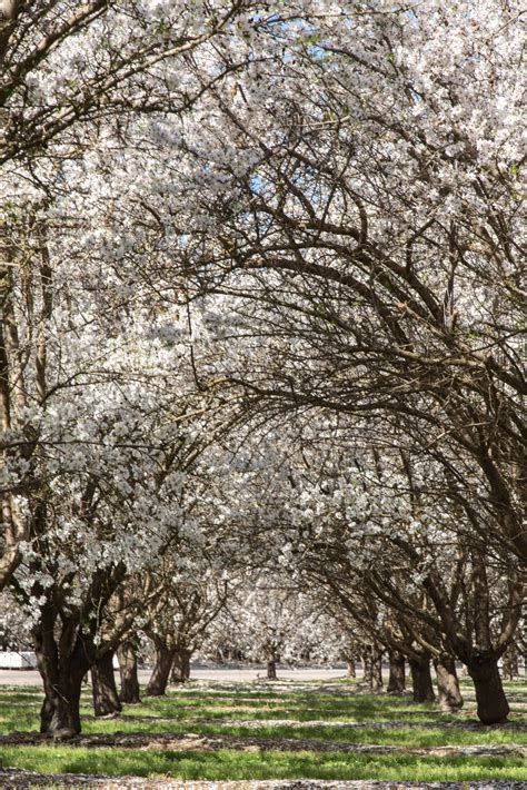 Fresno Blossom Trail In Ten Images Backpacks And Rugrats