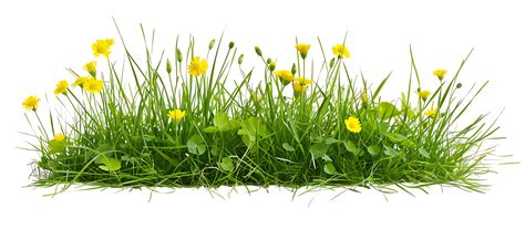 Radiant Yellow Blossoms Grass Foreground Cutout 46303526 Png