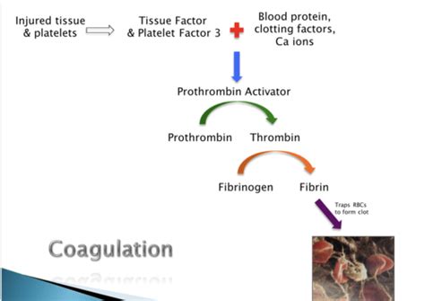 Anatomy Ii Lab Flashcards Quizlet