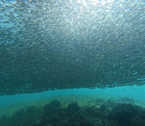 꼰띠끼 다이빙 포인트 정어리 떼 찐다이브 사진갤러리