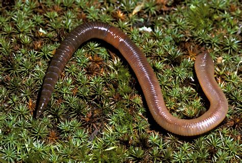 Earthworm Reproduction
