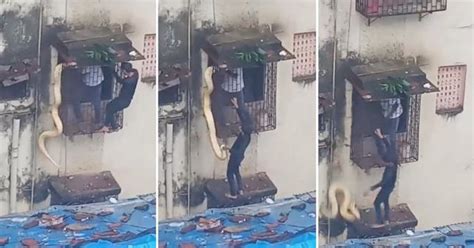 Python Snake Spotted Hanging From A Window In Thane