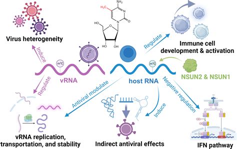 Frontiers The Regulation Of Antiviral Innate Immunity Through Non M6a