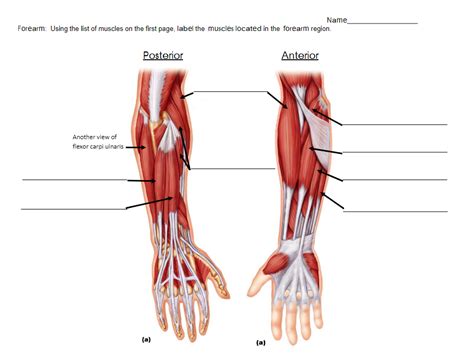 Answered Name Brearm Using The List Of Muscles… Bartleby