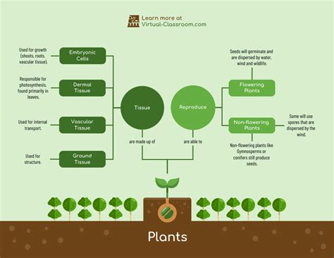 Plants Biology Concept Map Template Venngage