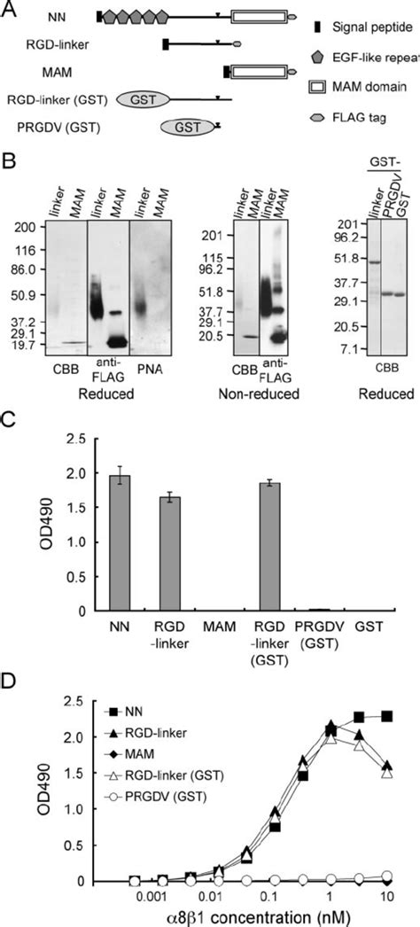 Binding Activities Of ␣ 8 ␤ 1 Integrin To Nephronectin And Its