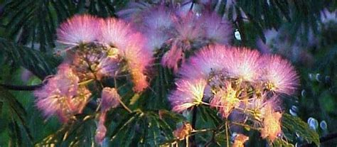 Silk Tree Mimosa Tree Pink Siris Persian Silk Tree Albizia Julibrissin