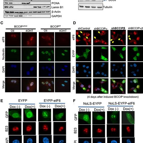 Nucleolus Localization Of Bccip And Its Dependence On Rna Other Than