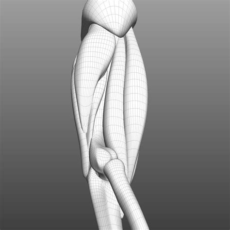 Human Biceps Structure 3d Model By Azulutak