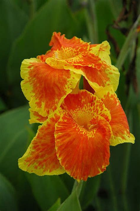 1 Canna Bulbs Canna Lilly Bulbs F9001 501 Etsy