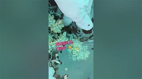 장마철 다육관리 힐링 Succulent 多肉植物 다육이농장 다육이키우기 Youtube