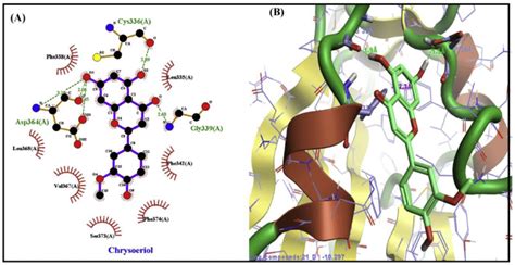 Molecular Docking Results Of Chrysoeriol Into Sars Cov 2 Spike Protein