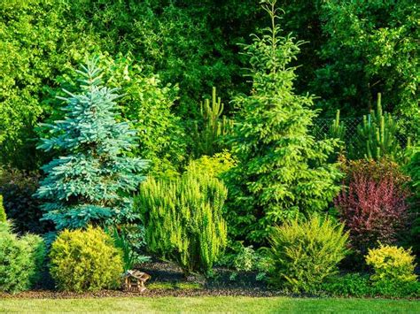 Evergreen Privacy Landscaping Trees Everything You Ever Wanted To Know