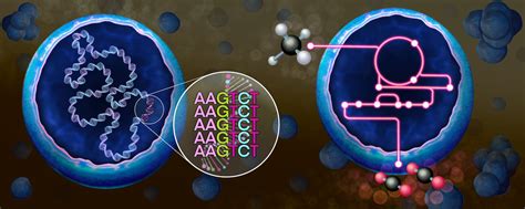 Methanogenic Archaea Environmental Microbiology Eth Zurich
