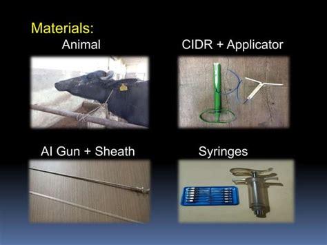 Impact Of Estrous Synchronization Protocols On Estrus Response And