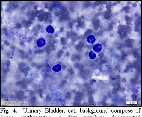 Figure 5 From In Situ Transitional Cell Carcinoma Of Urinary Bladder In A Cat Semantic Scholar