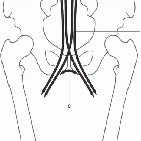 Potential Load Transfer Pathways The Arrangement Of The Pubic Fibres