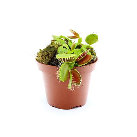 Venus Fly Trap Dionaea Muscipula Potted Carnivorous Plant