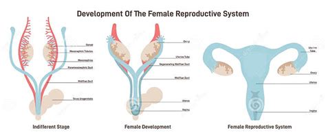 Female Reproductive System Development Embryonic Growth And Sexual