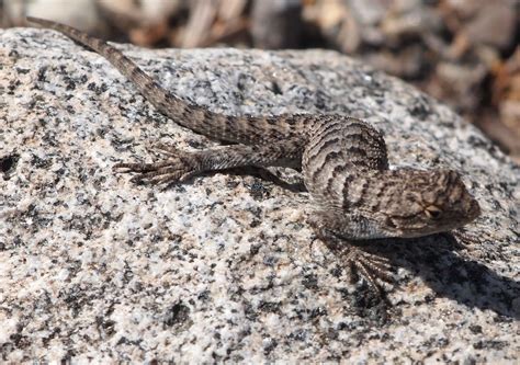 Great Basin Fence Lizard Sceloporus Occidentalis Longipes… Flickr