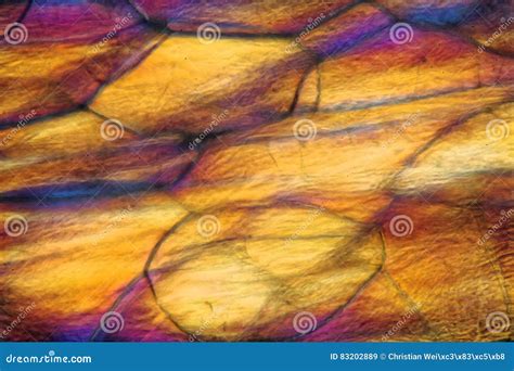 Nodules Of Polystyrene Under The Microscope Stock Image Image Of Microscope Micro 83202889