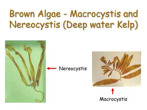 Ppt Kingdom Protista Powerpoint Presentation Free Download Id256559