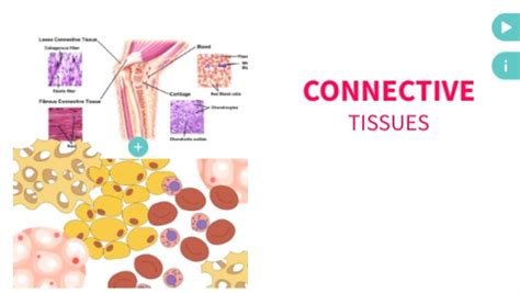 Connective Tissue Genially