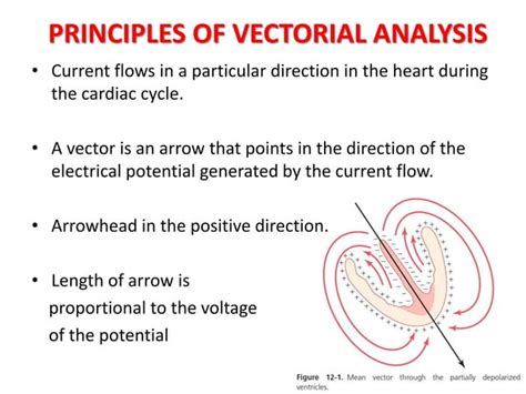 Ecg Vector Analysis Pptx