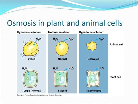 Ppt Cell Membrane And Transport Powerpoint Presentation Free