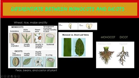 MONOCOTYLEDONS AND DICOTYLEDONS EXPLAINED BY NI Concepts YouTube