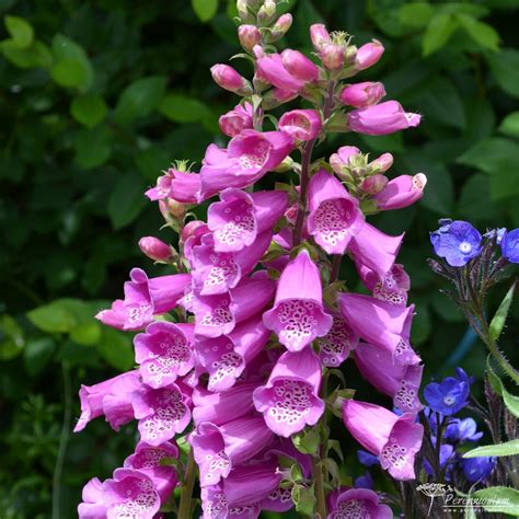 Digitalis Purpurea Dalmatian Purple Perenniculum