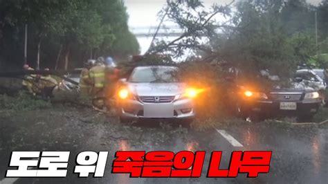 [맨인블박] 도로 위 썩어버린 나무들 Youtube