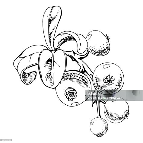 크랜베리 Lingonberry 분기에 녹색 잎 잉크로 그린 벡터 손 잘 익은 숲 베리 베어 베리 Teaberry Wintergreen 클러스터 그룹 고립 된 식물 그림 메뉴